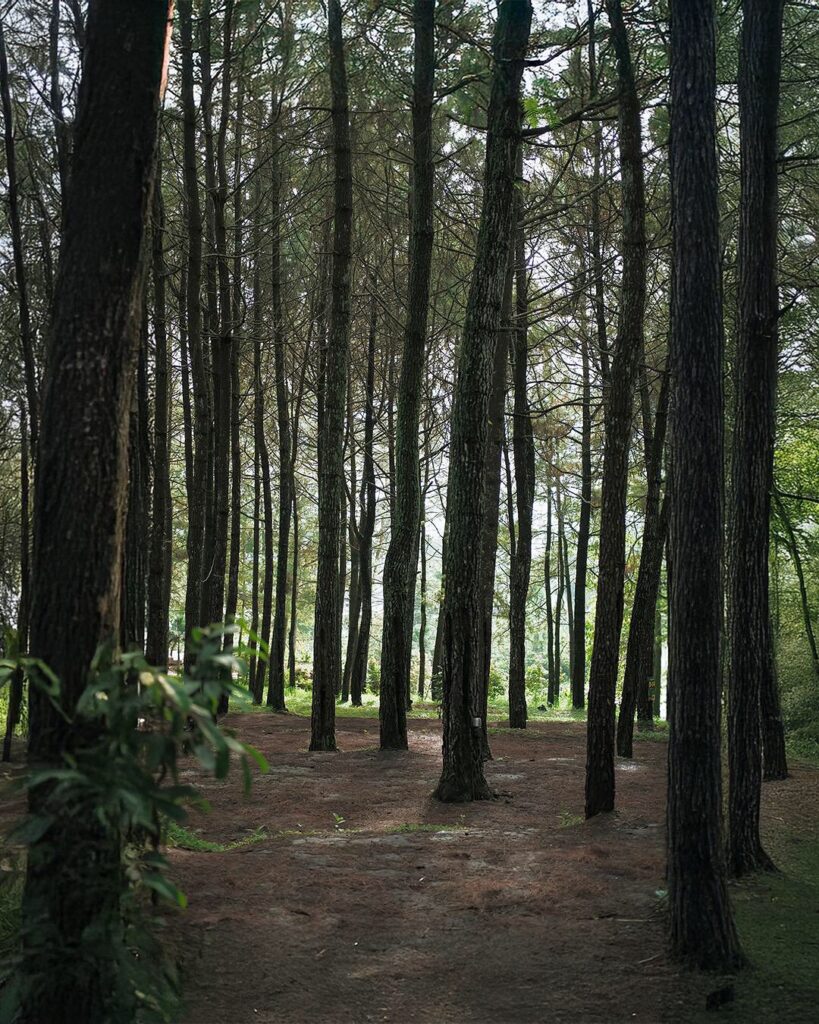 KOTA BATU, Taman Pinus Campervan Park - Camping Ground Indonesia